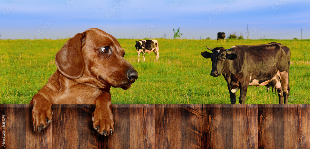 Dachshund dog looks over a wood fence at a cow on farm. Farm walking ...