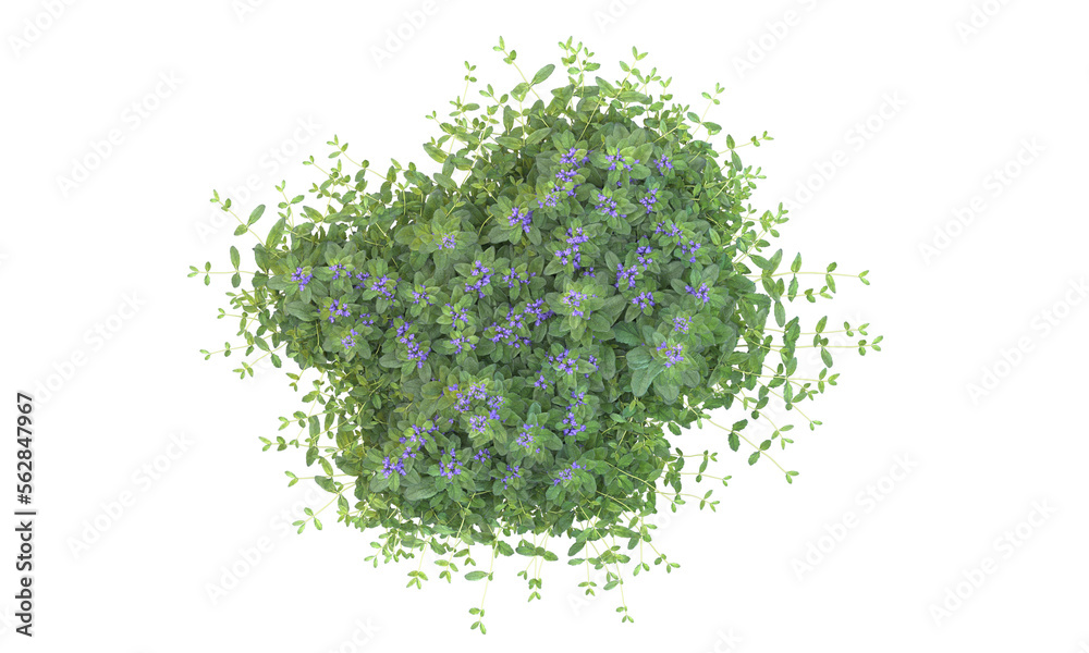 Various types of flowers grass bushes shrub and small plants isolated ...