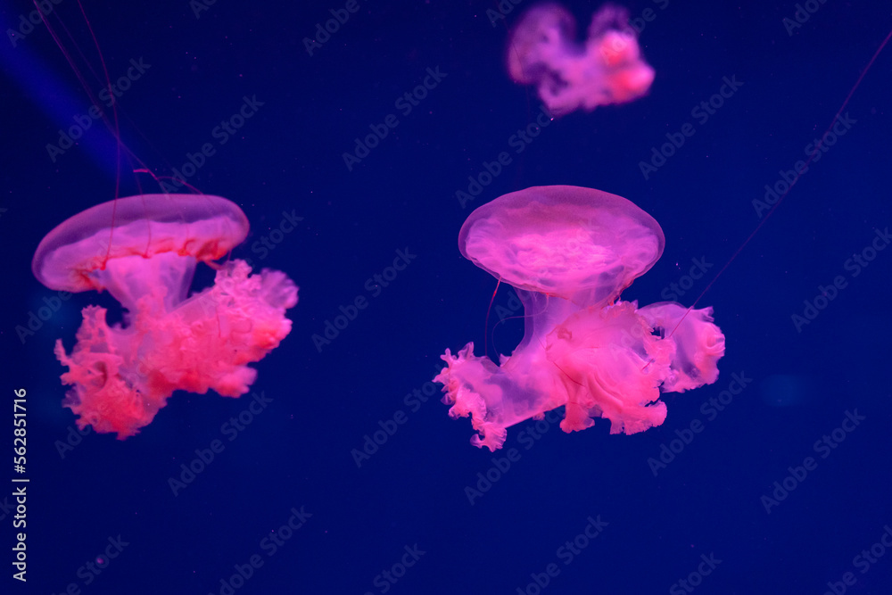 Sea and ocean jellyfish swim in the water close-up. Illumination and ...