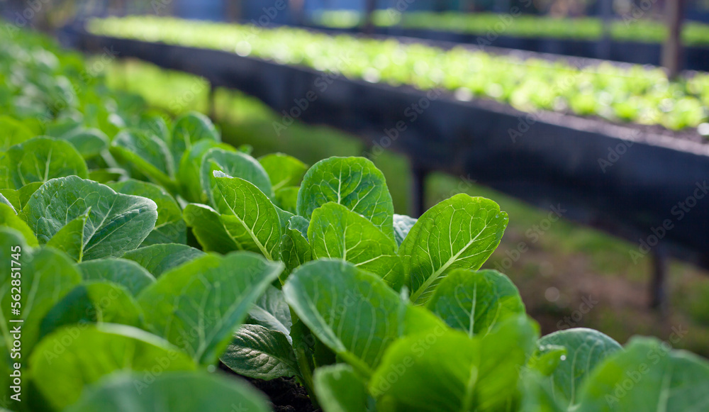 bok-choy vegetable grow using hydroponic method in the garden. baby pak ...