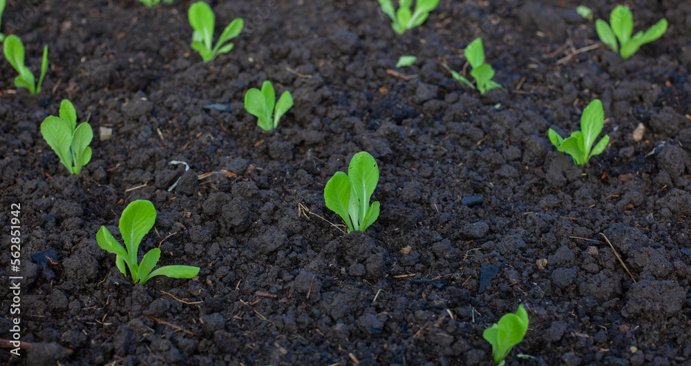 bok-choy vegetable grow using hydroponic method in the garden. baby pak ...