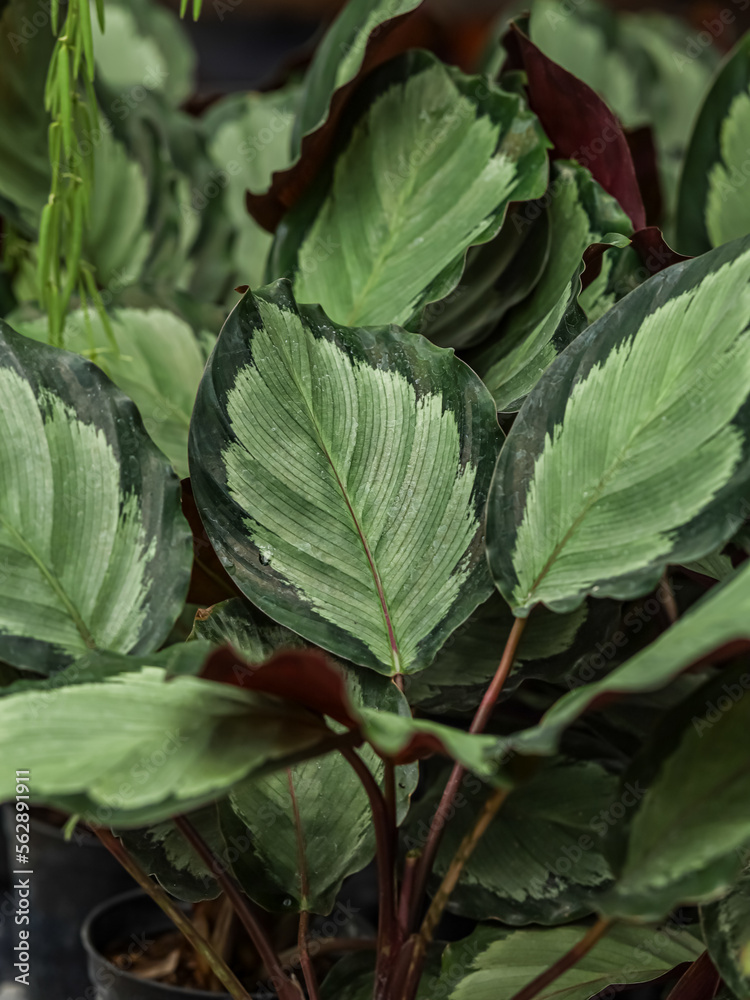 Calathea Picturata Argentea, prayer plants, photography of Calathea ...