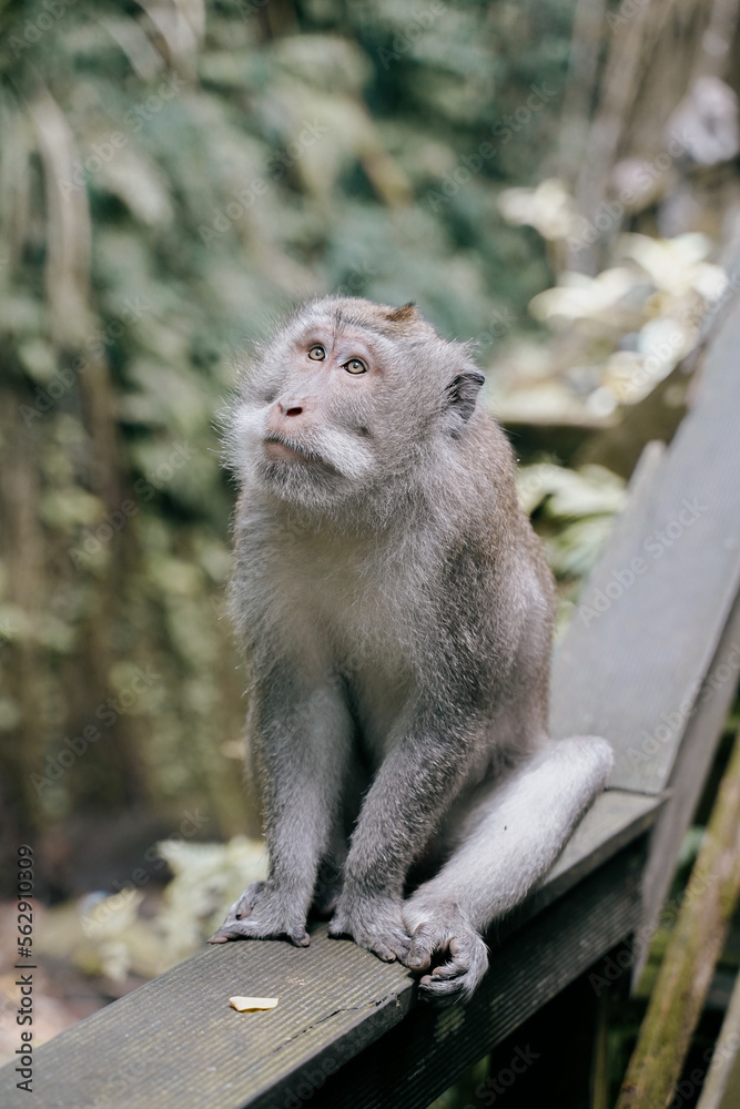 cute monkey looking up in the ubud monkey forest in bali, indonesia ...