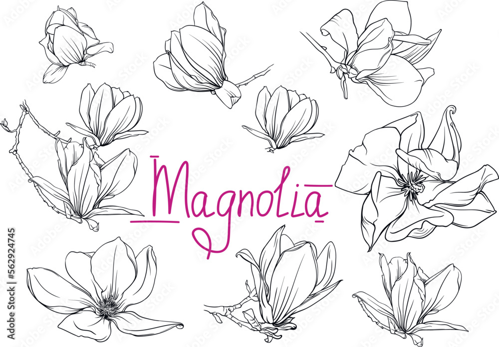 hand drawn monochrome magnolia flowers and branches. magnolia outline ...