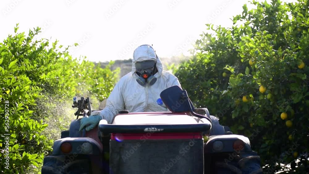 Tractor spray pesticide and insecticide on lemon plantation in Spain ...