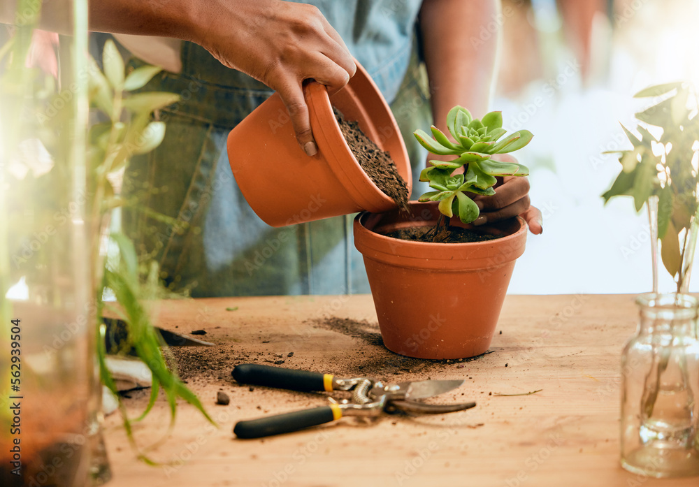 Pot plant, soil and woman hands gardening for sustainability, eco ...