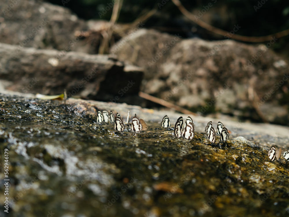 Selective focus. A swarm of brown moths clings to the rocks, circling ...