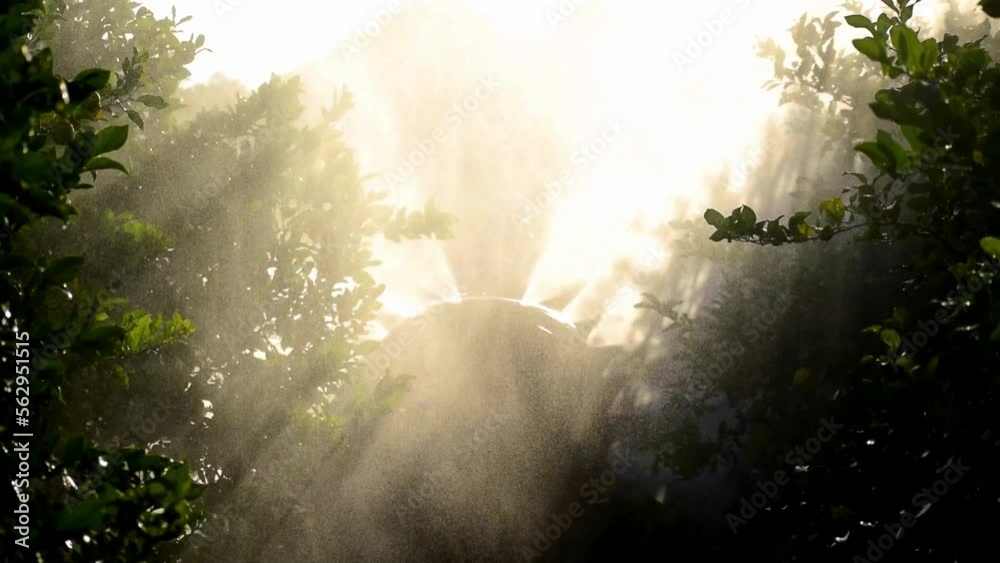 Tractor spray pesticide and insecticide on lemon plantation in Spain ...