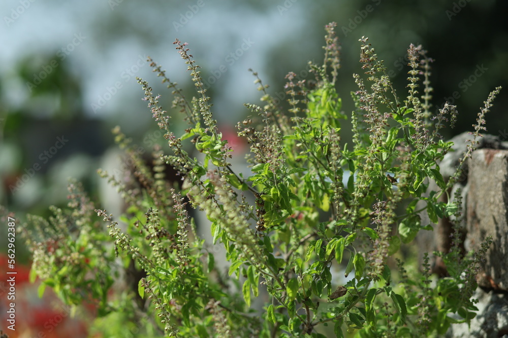 Tulsi or Holy basil tree in garden outdoor on sunny day black ...