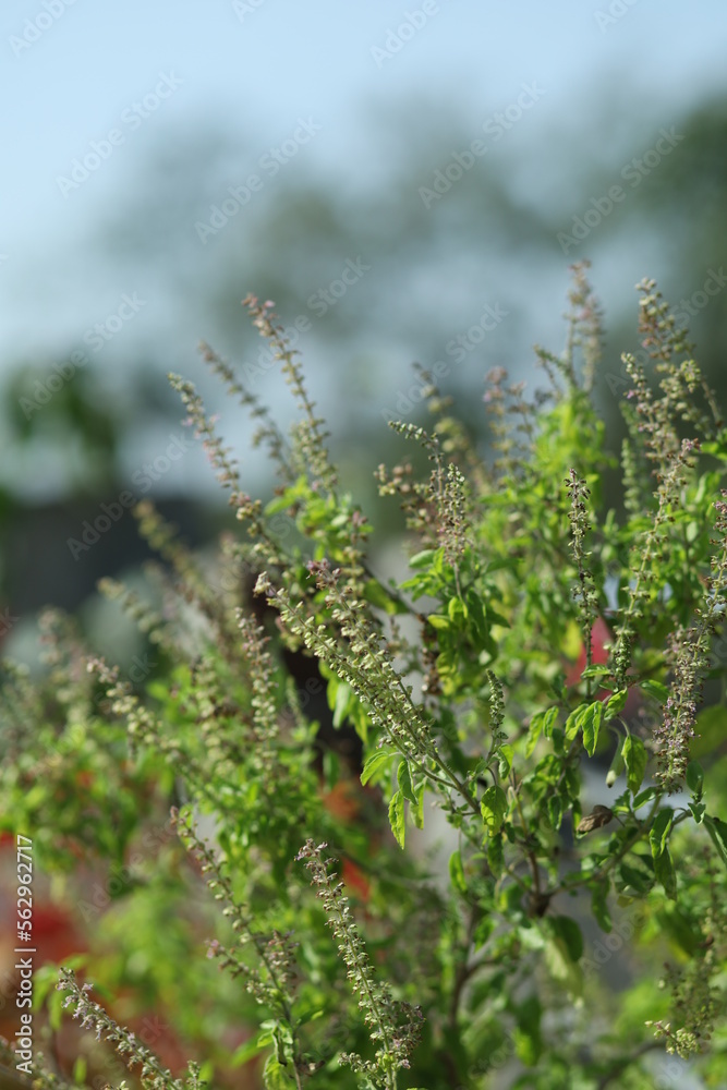 Tulsi or Holy basil tree in garden outdoor on sunny day black ...