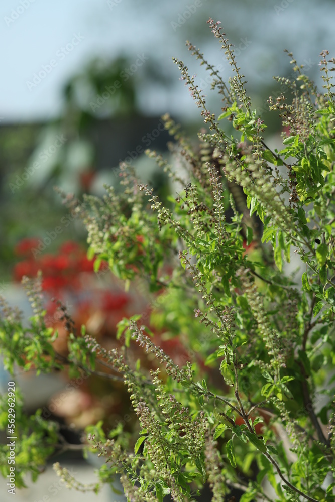 Tulsi or Holy basil tree in garden outdoor on sunny day black ...