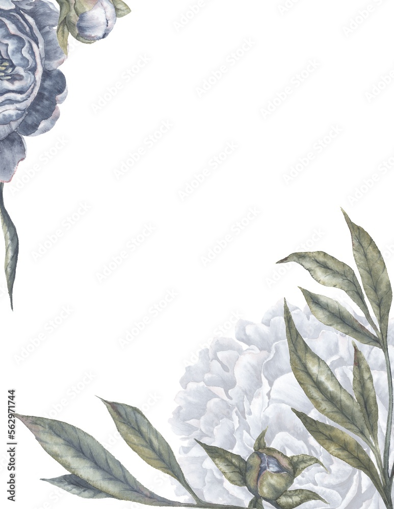 Beautiful watercolor peony frame on white background. Hand drawn ...