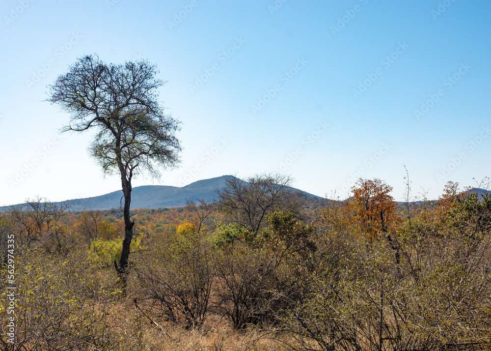 The South African Bush Landscape, beauty of the wild. Stock Photo ...