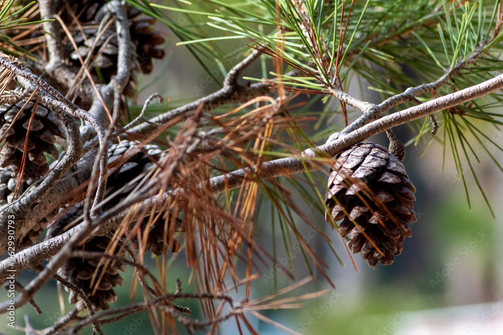 Foto de La marrón piña colgando de la rama de un pino y el fondo verde ...