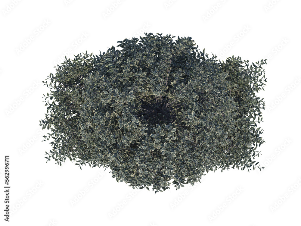Boxwood top view png alpha channel Stock Illustration | Adobe Stock