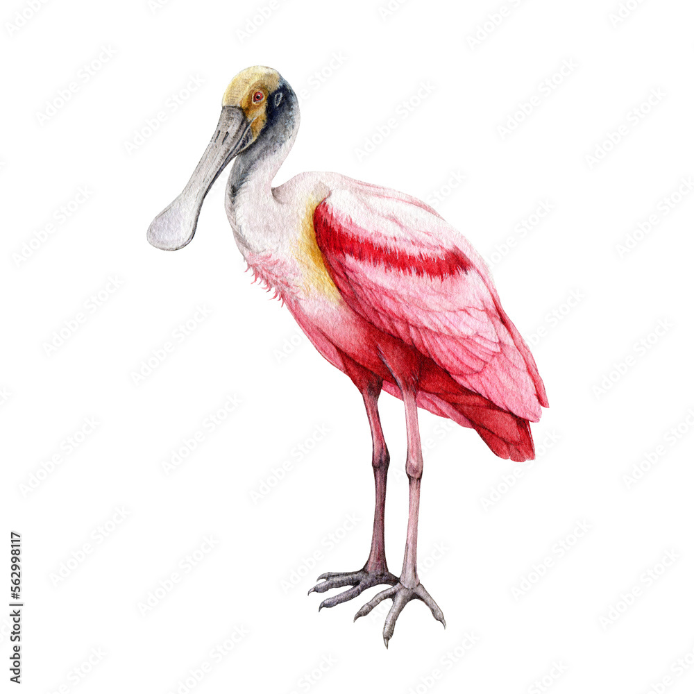 Spoonbill bird watercolor illustration. Hand drawn realistic Roseate ...