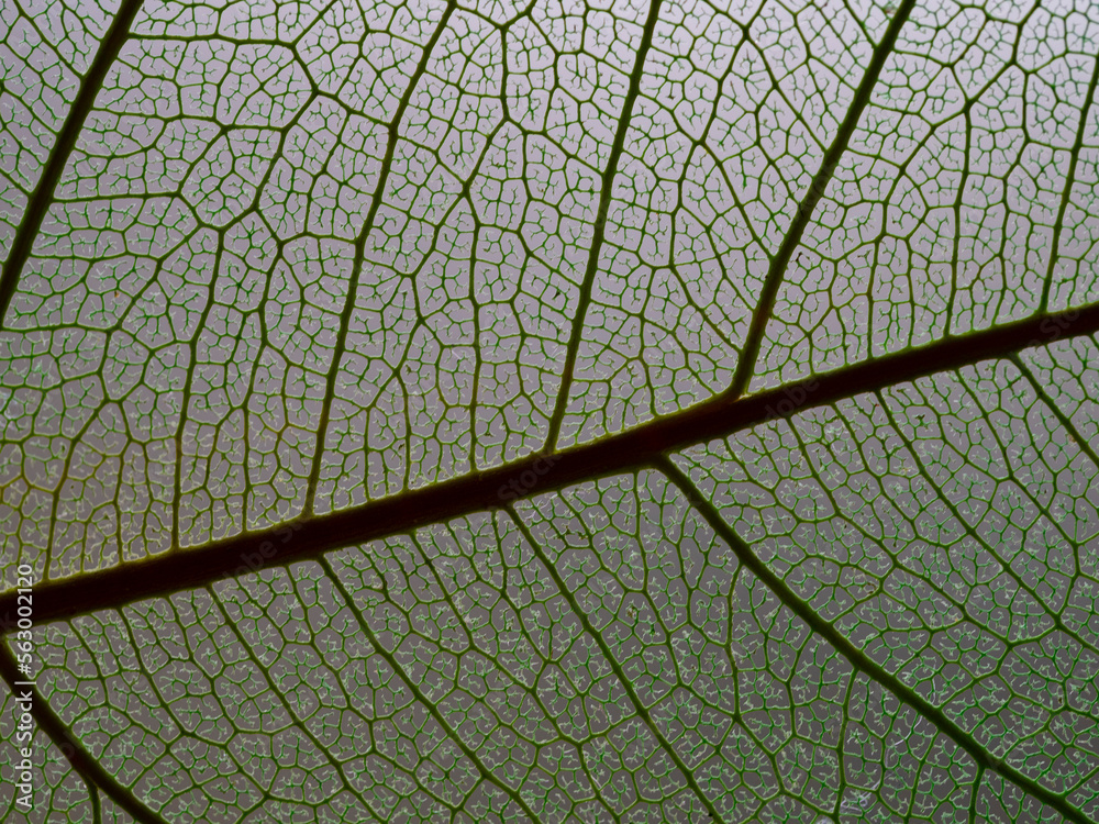 leaf texture, leaf background with veins and cells - macro photography ...