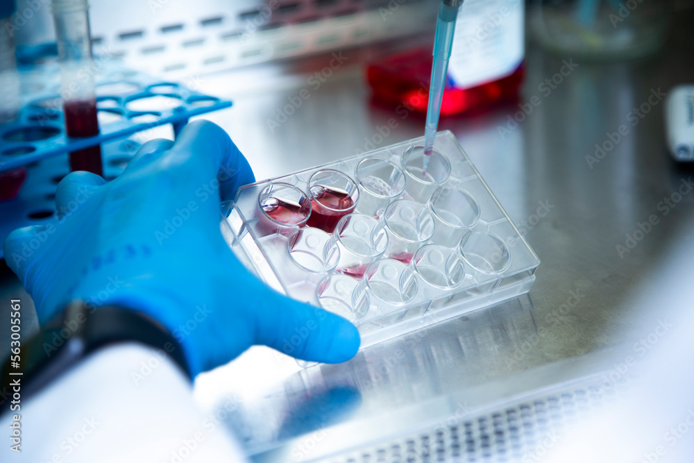 cell culture laboratory Stock Photo | Adobe Stock