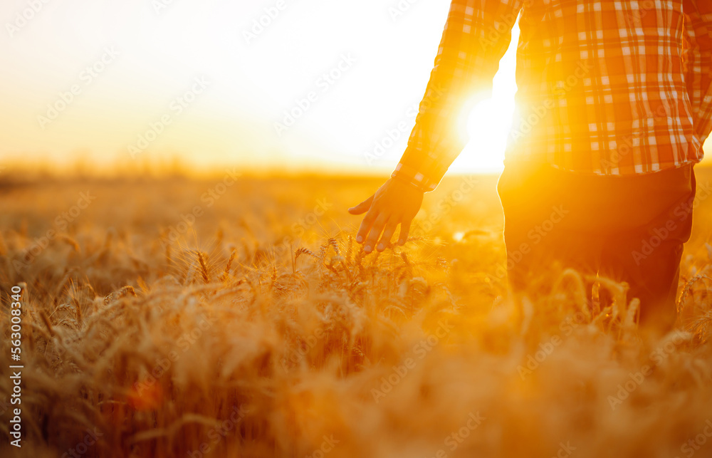 Amazing view with man with his back to the viewer in a field of wheat ...