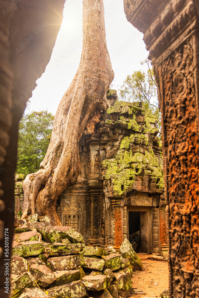 Roots of a giant tree growing over the ancient ruins of Ta Prohm temple ...