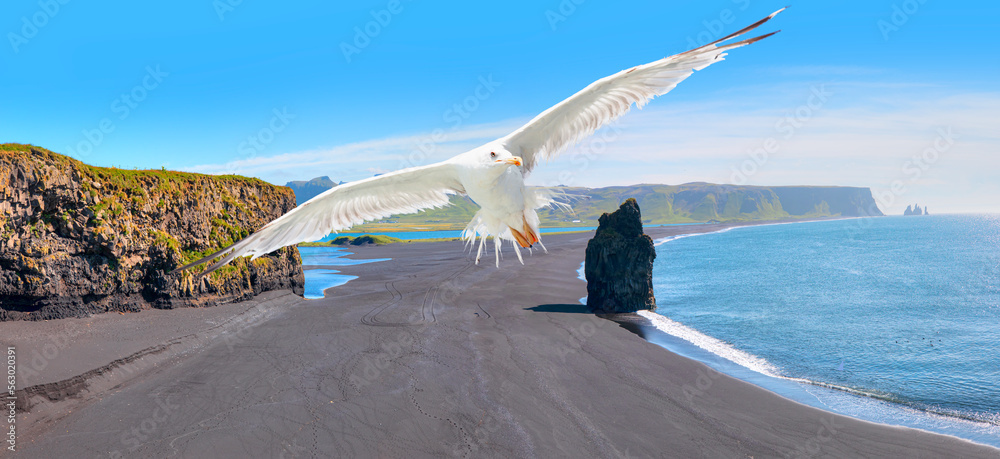 Seagull flying in the sky with Reynisfjara black sand beach, near the ...