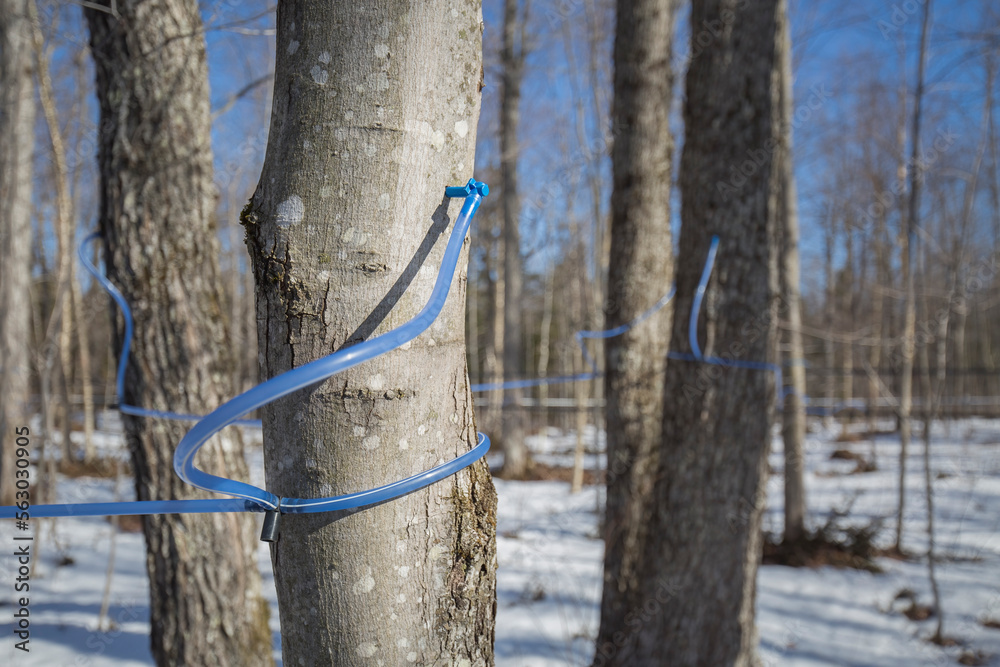Collecting Sap With Modern Plastic Tubing Maple Sugaring Sugaring Sap