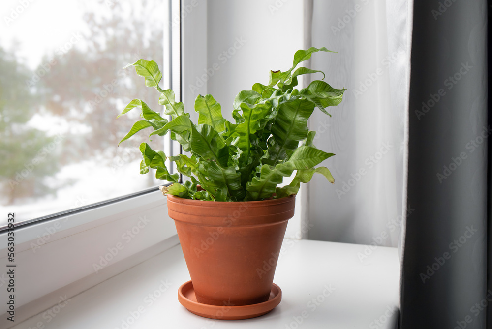 Houseplant The Bird's Nest Fern or Asplenium nidus the newer cultivar ...