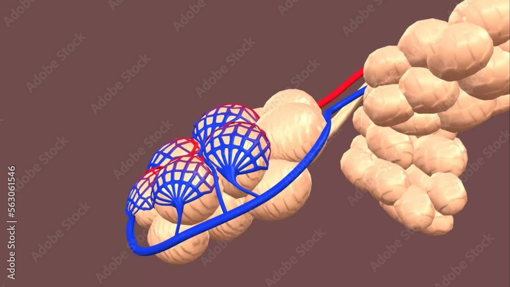 The alveoli form clusters, called alveolar sacs, that resemble bunches ...