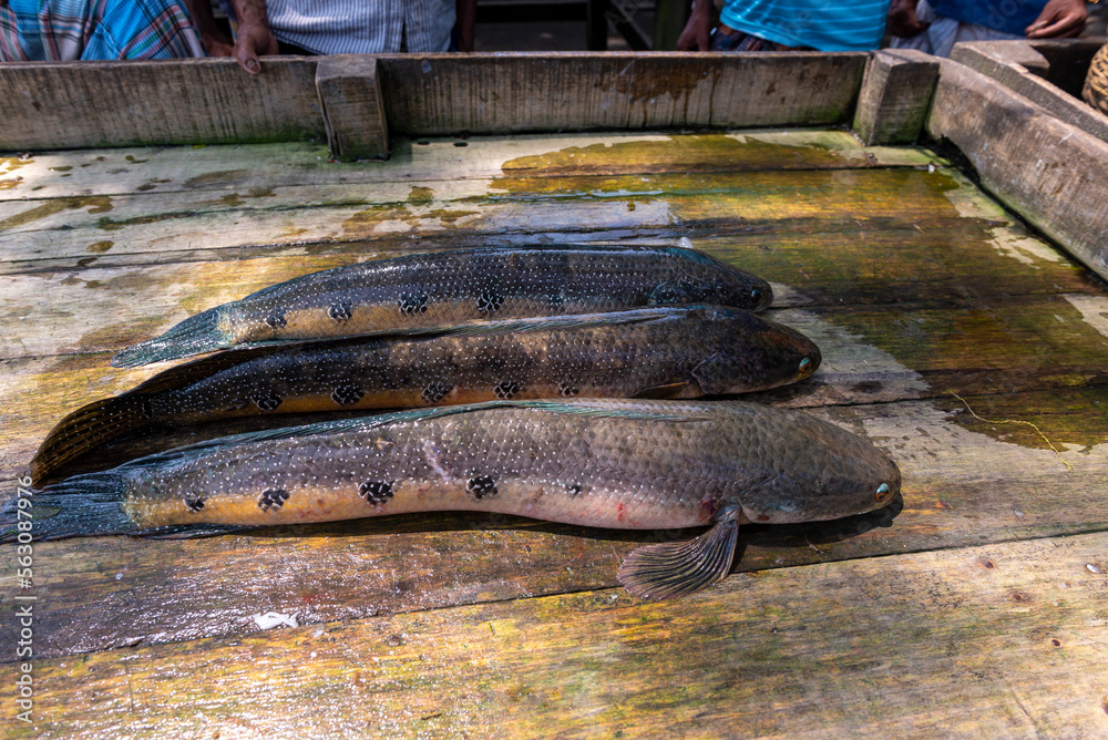 Giant snakehead fish Stock Photo | Adobe Stock