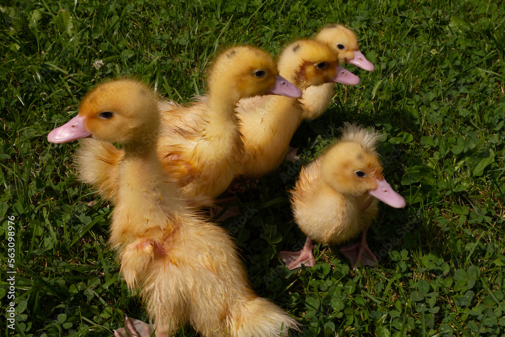 Wet after bathing, domestic ducklings dry in the sun, on the green ...