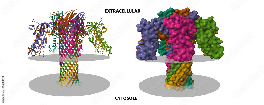 The pore structure of Clostridium perfringens epsilon toxin. 3D cartoon ...