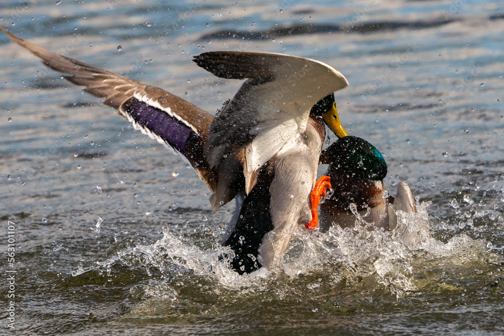 Fight of two ducks with colored feathers for the territory. Fight in ...