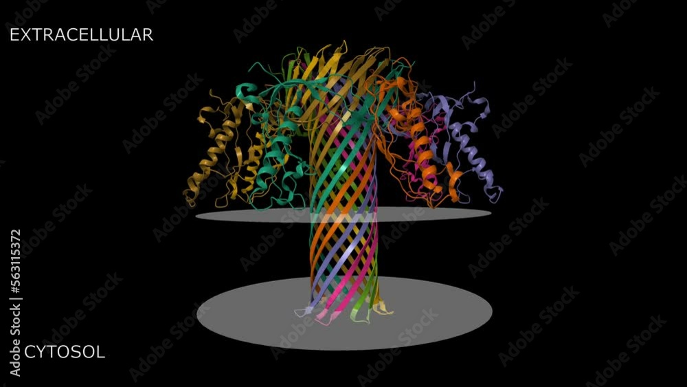 The pore structure of Clostridium perfringens epsilon toxin. Animated ...