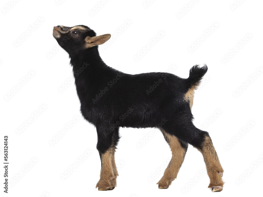 Cute black brown baby pygmy goat, standing side ways. Looking up ...