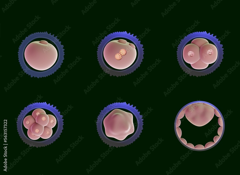 Human embryonic development. IVF, ICSI. Stock Illustration | Adobe Stock