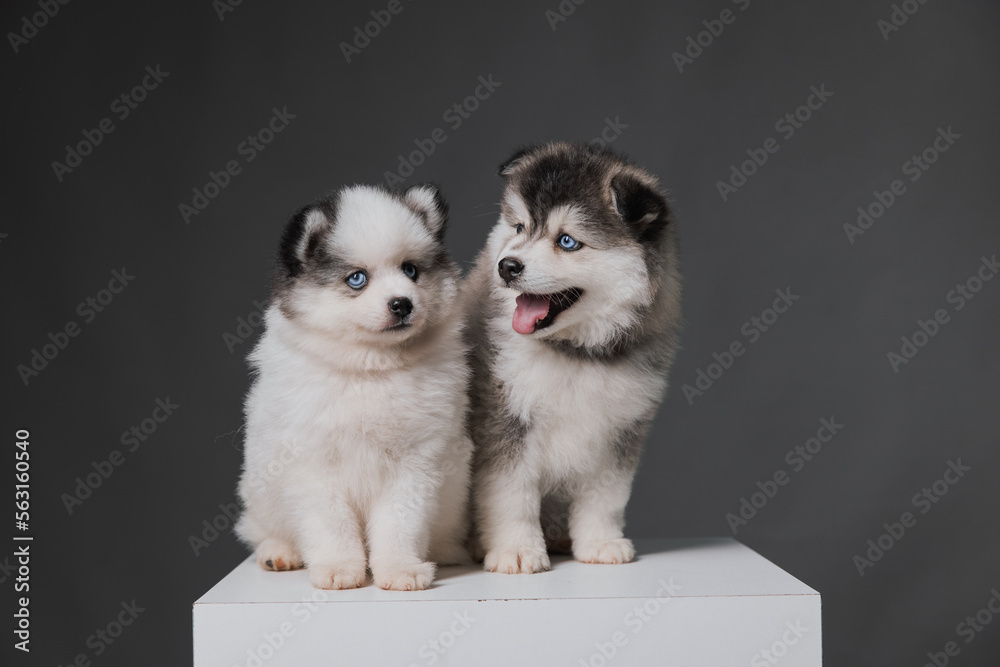 Filhotes de pomsky posando para foto, cães de raça Stock Photo | Adobe ...