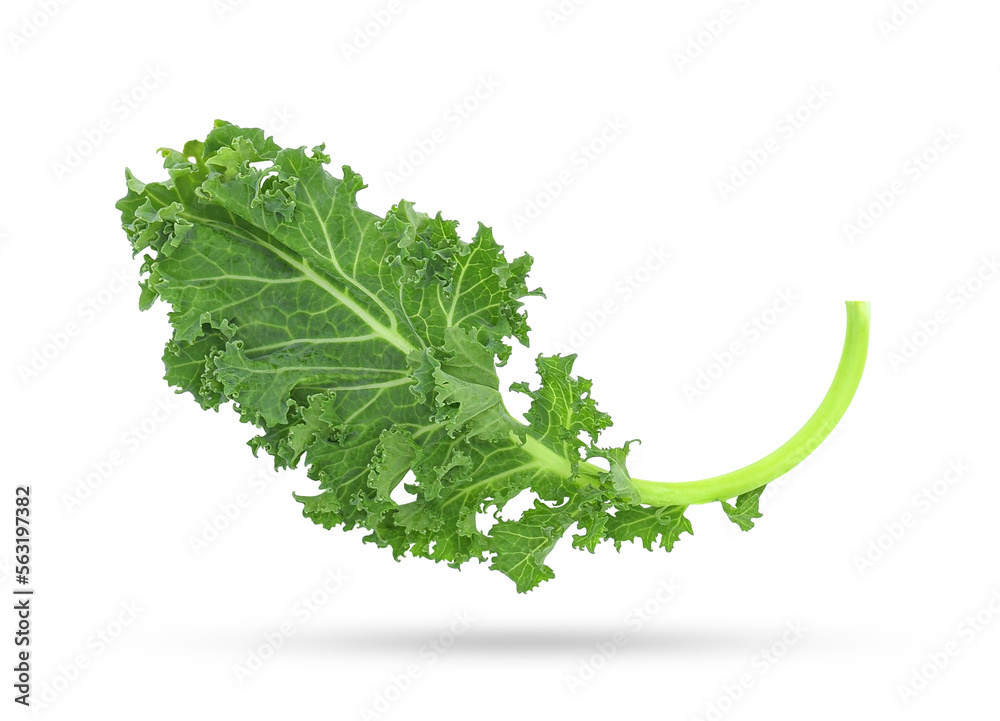 Single Kale Leaf