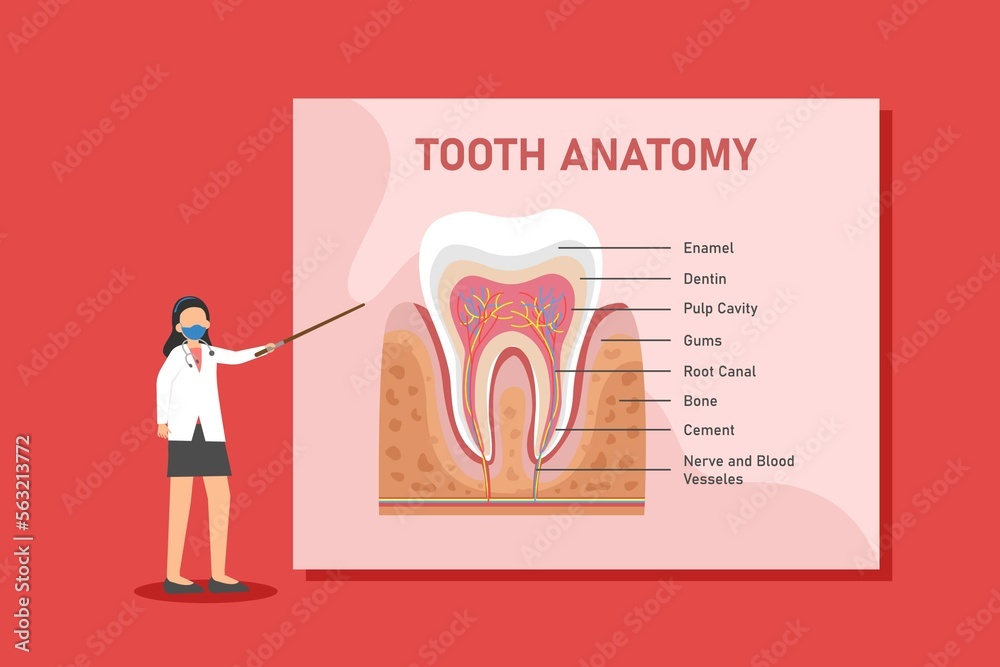 Female scientist showing tooth anatomy Stock Illustration | Adobe Stock