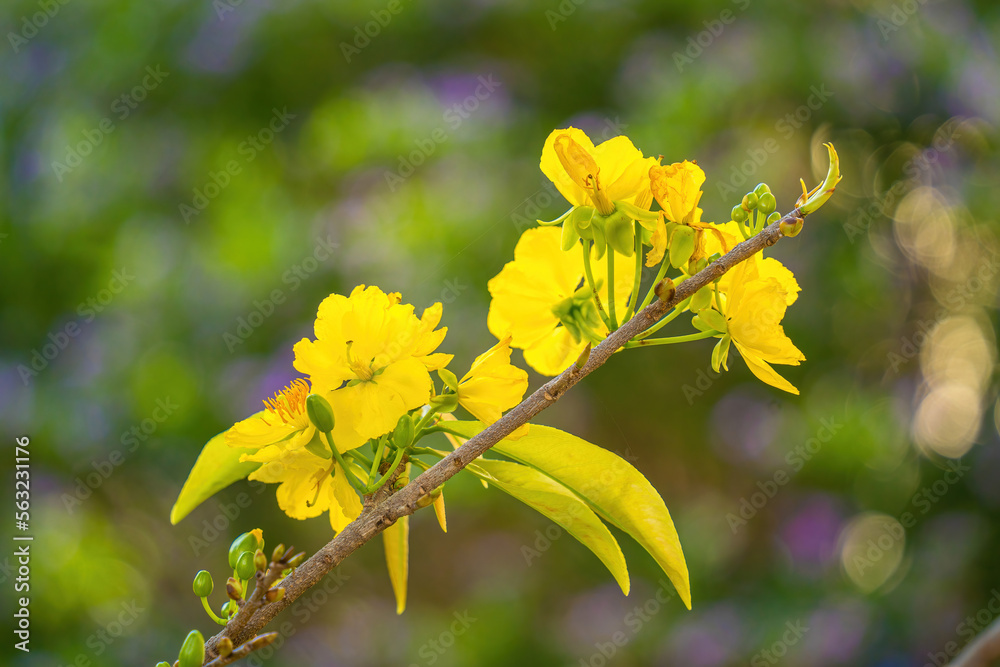 Ochna integerrima, Hoa Mai tree with lucky money. Traditional culture ...