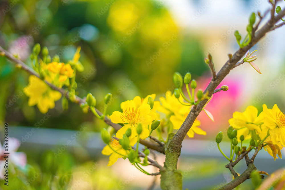 Ochna integerrima, Hoa Mai tree with lucky money. Traditional culture ...