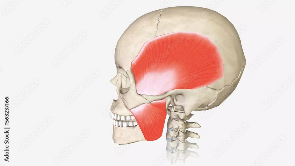 There are four muscles of mastication. Masseter, temporalis, medial ...