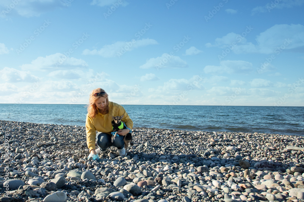clean up dog feces, the owner on the beach remove the poop after the ...