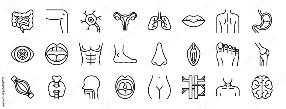 set of 24 outline web human body icons such as intestine, leg, neuron ...