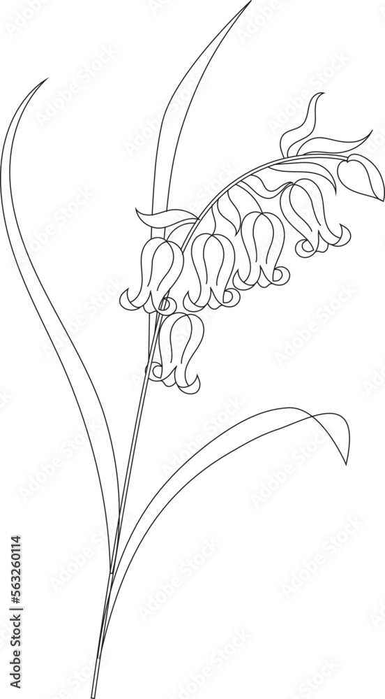 Convallaria majalis. Lily of the valley may. Flowers and leaves of the ...