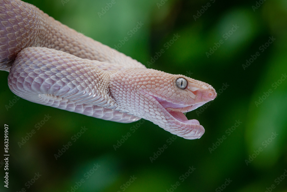 Pinkish grey mangrove pit viper snake Trimeresurus purpureomaculatus ...