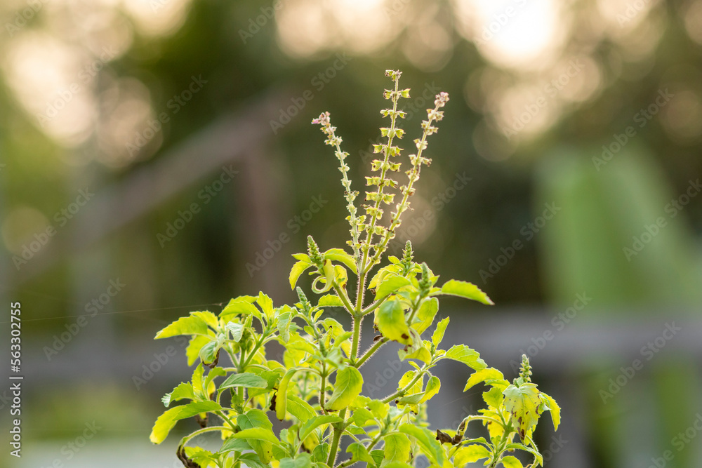 Holy basil, Sacred basil. Thai basil , Ocimum sanctum ,Green leaves and ...