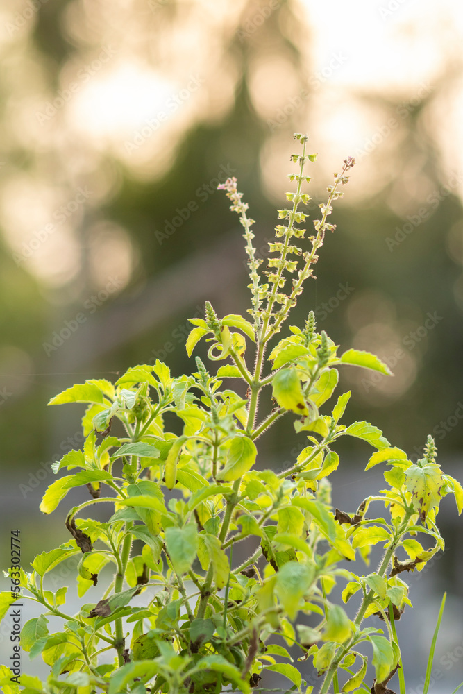 Holy basil, Sacred basil. Thai basil , Ocimum sanctum ,Green leaves and ...