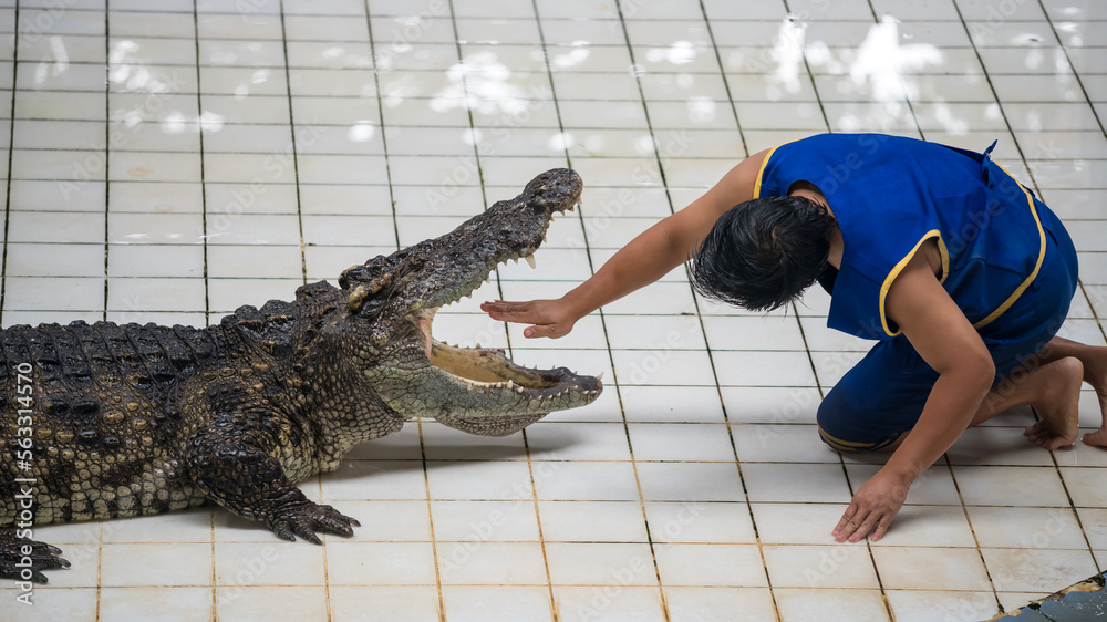 Thai huntsman man offer his hand into big crocodile's mouth in zoo ...