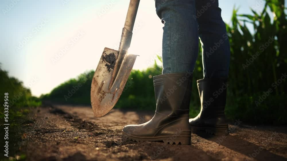 corn farming. a farmer walks next to a field of corn holding a shovel ...