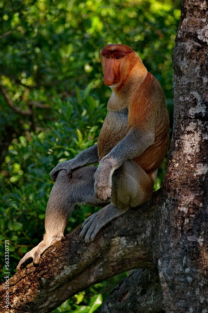 Foto de Malaysia. The long-nosed monkey or kahau — a species of ...